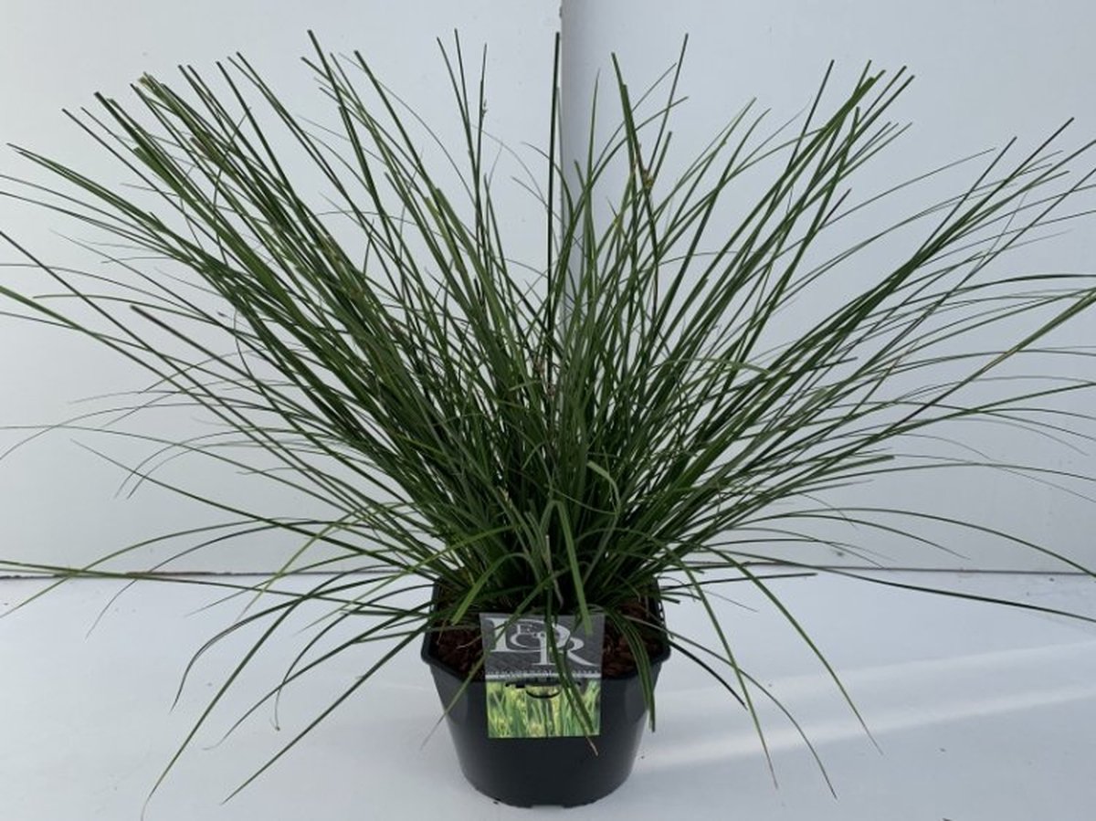 Carex 'Magic Green' C2 | bol.com