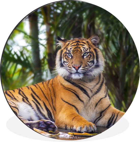 WallCircle - Wandcirkel - Muurcirkel - Tijger - Dieren - Bos - Bladeren - Jungle -... | bol