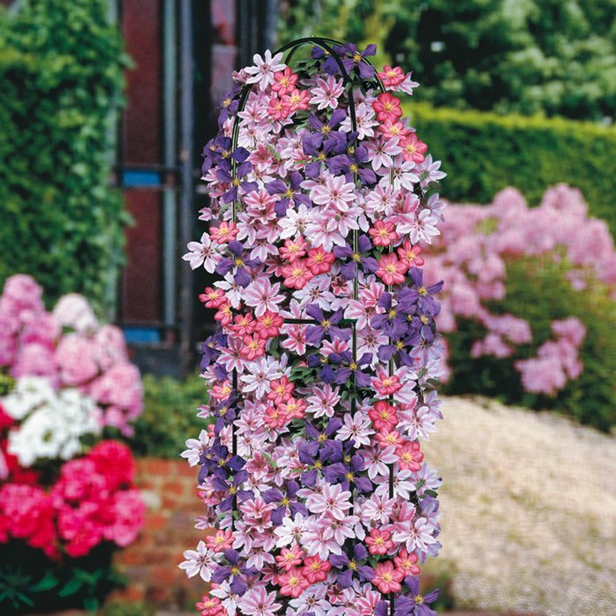3 x Clematis Klimplanten Mix: 3 halen, 2 betalen! - Rood, Blauw en Roze ...