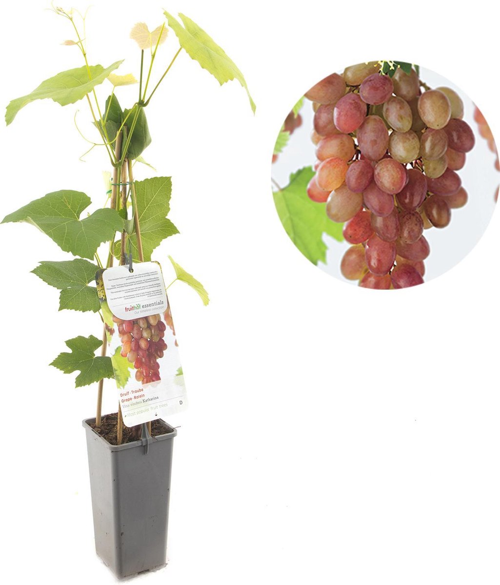 Roze druif - Vitis vinifera Katharina - druivenplant - druivenstruik ...