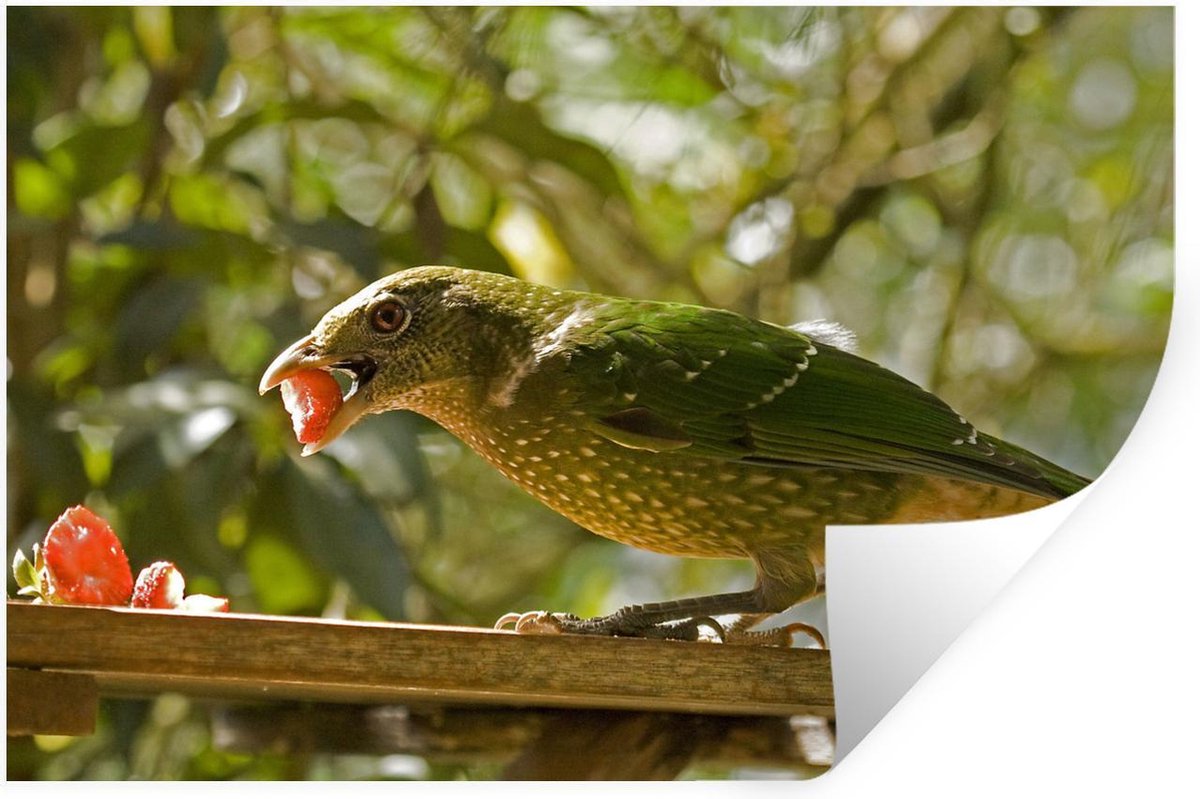 Muursticker Prieelvogel - Groene prieelvogel eetaardbei - 120x80 cm ...