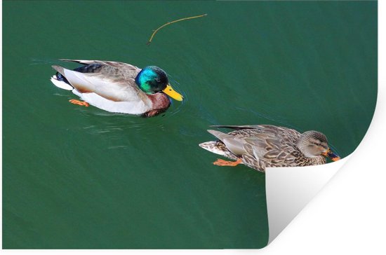 Muursticker Wilde eend -paar wilde eenden in groen water - 30x20 cm ...