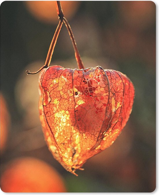 Muismat Lampionplant - Lampionplant met warme gloed muismat rubber ...