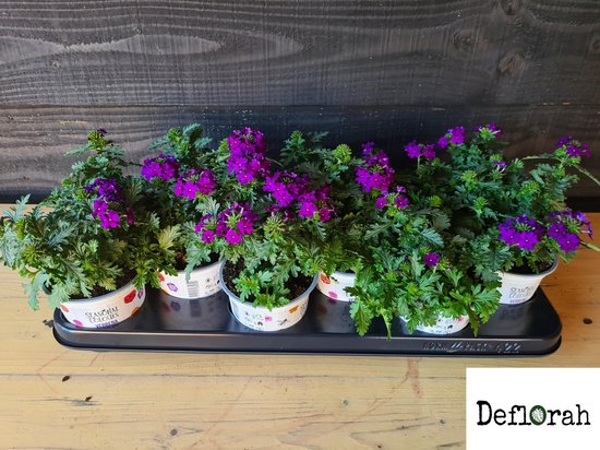 z Verbena - paars (ijzerkruid) - tuinplant - 12stuks - perkplant | bol