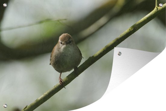 Un chanteur de cetti assis sur une branche dans un arbre Affiche de ...