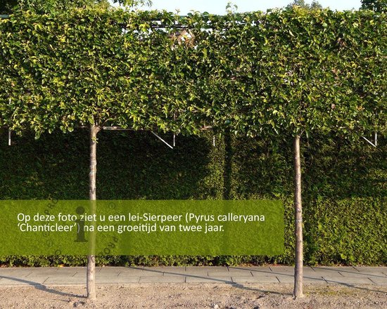 Lei-Sierpeer - Classic - pakket 3 stuks + EXTRA'S! | bol