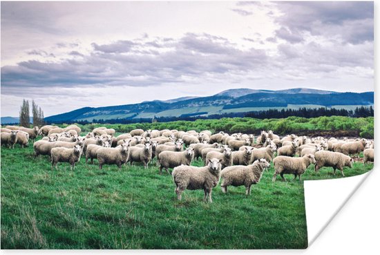 Poster Schapen - Natuur - Gras - 60x40 cm | bol.com