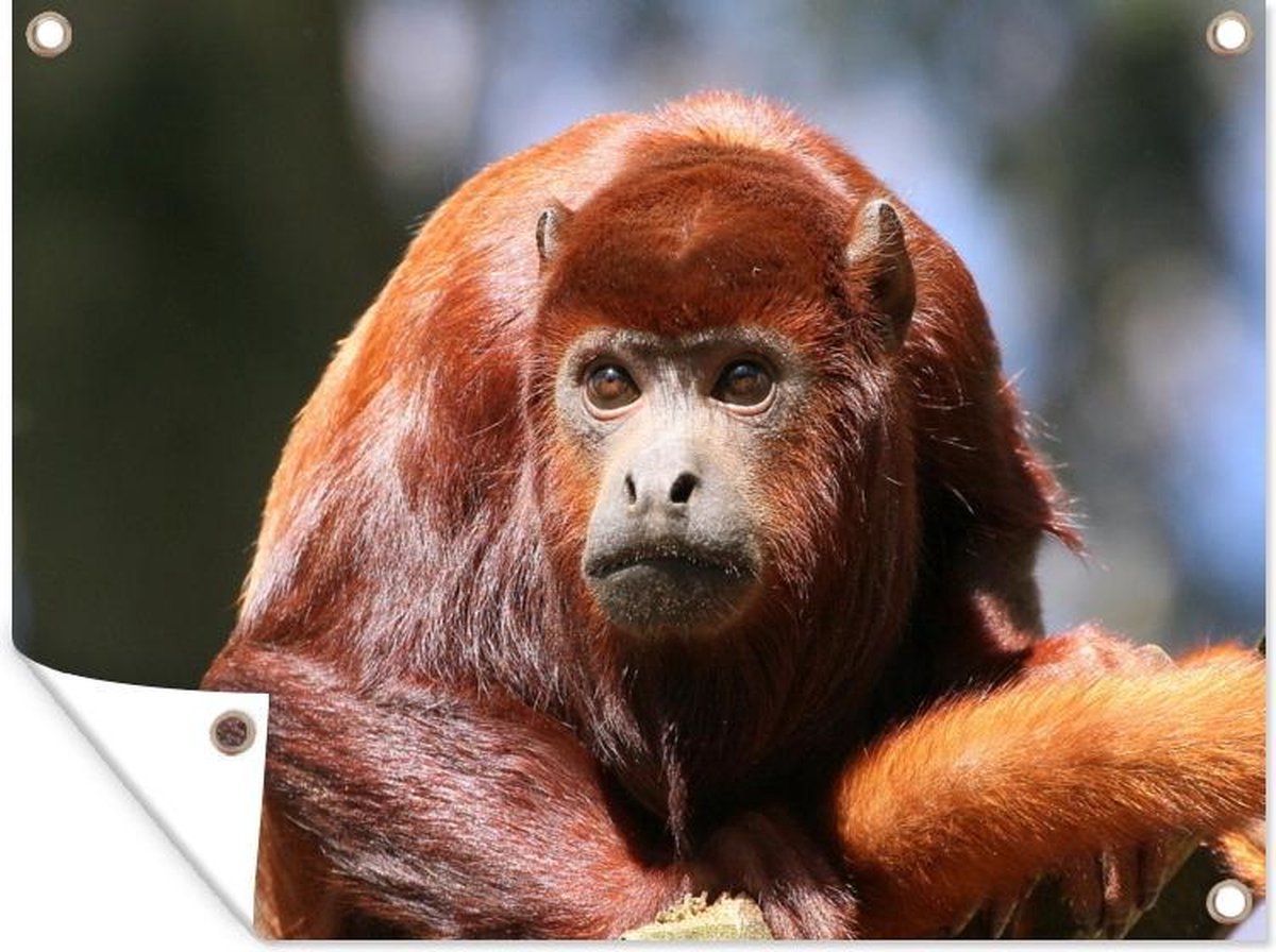 Tuin decoratie Close-up rode brulaap - 40x30 cm - Tuindoek | bol.com