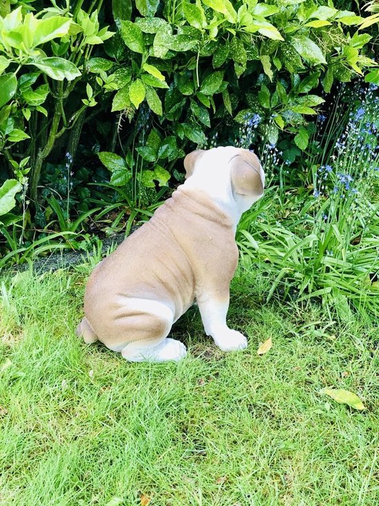 Engelse Bulldog groot levensecht 38 cm hoog - polyester - polystone ...