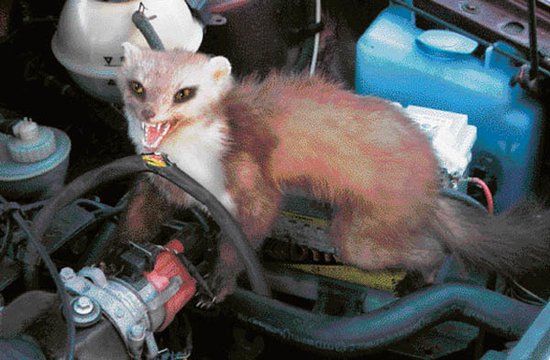 Kemo Anti-marter apparaat M100N 12 V | bol.com