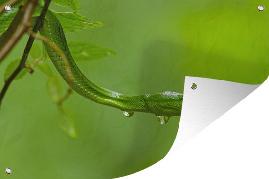 Tuinposter - Tuindoek - Tuinposters buiten - Groene slang van dichtbij ...