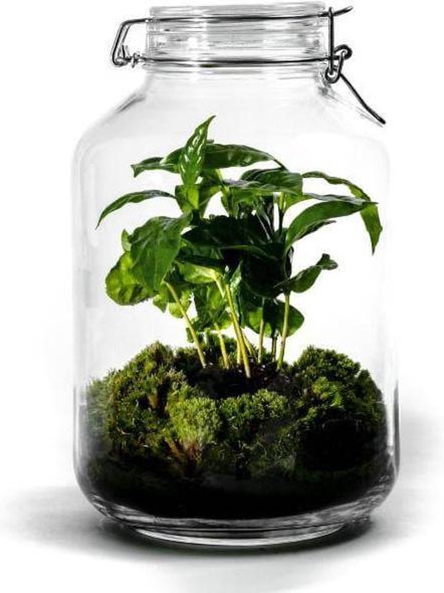 Growing Concepts DIY Duurzaam Ecosysteem Weckpot 5L - Planten - Coffea ...