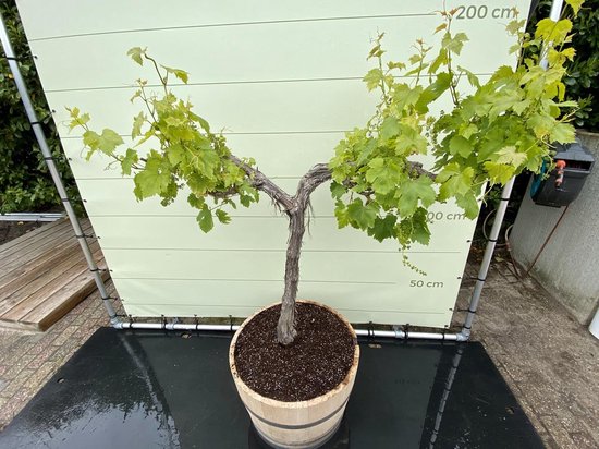 Druivenboom - Vitis Vinifera - Op oude stam in wijnvat - Stamomvang ...