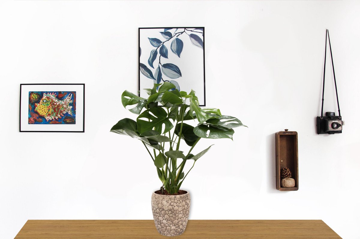 Plante d'intérieur Monstera Deliciosa Tauerii – Plante trouée - ± 60 cm ...