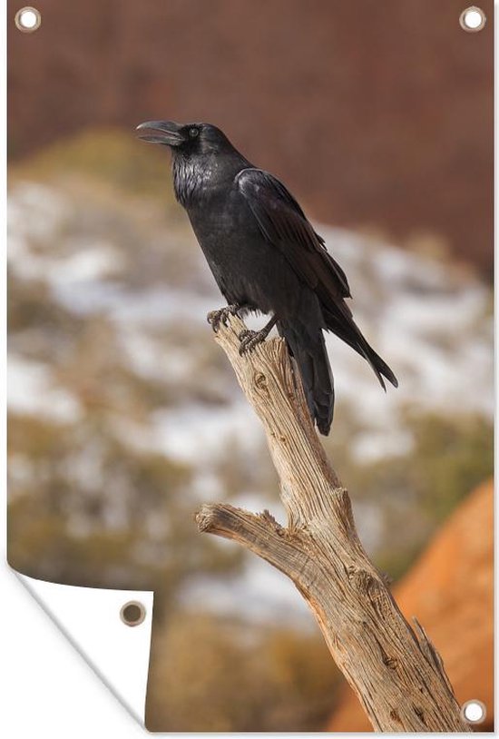 Tuinposters buiten Een zwarte raaf op een gebroken tak - 60x90 cm ...