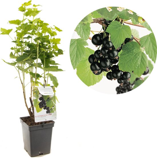 Ribes nigrum Titania (zwarte bes) | bol.com