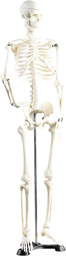 Decoratief skelet voor anatomieonderwijs - 85 cm model op standaard | bol