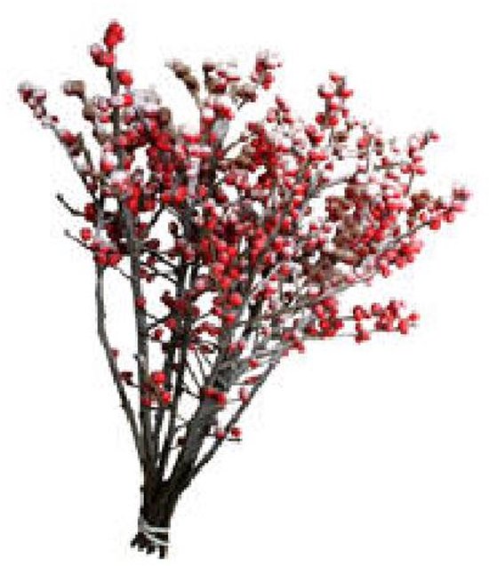 5x Ilex sneeuw 60cm | bol