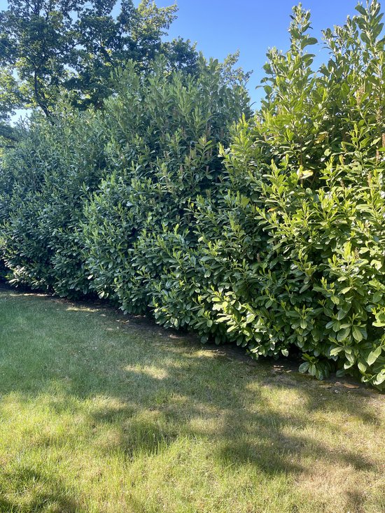 10 x Prunus laurocerasus 'Rotundifolia' - Portugese Laurier 30-50 cm ...