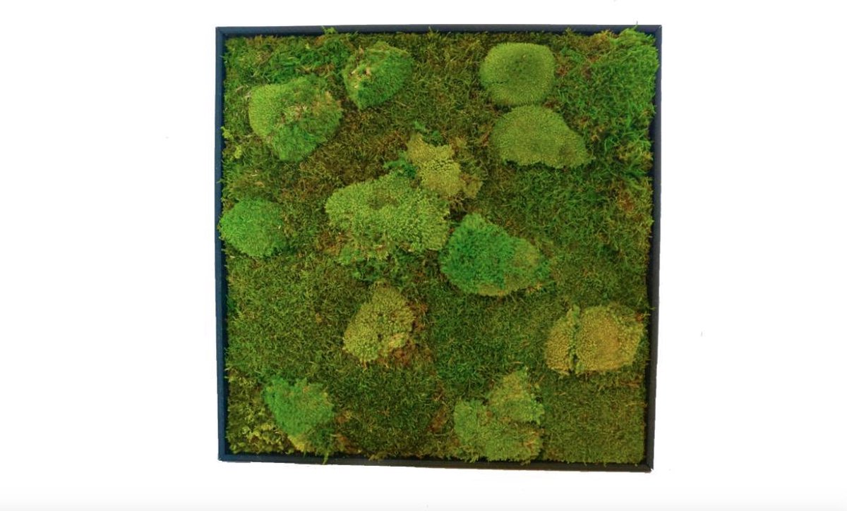 Mos Wandpaneel | Groen | bol