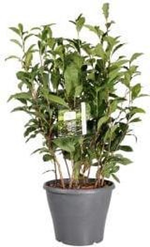 Camellia Sinensis - Theeplant in 17cm pot met planthoogte 40cm | bol