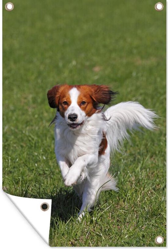 Kooikerhond traverse le gazon affiche de jardin en vrac 120x180 cm ...