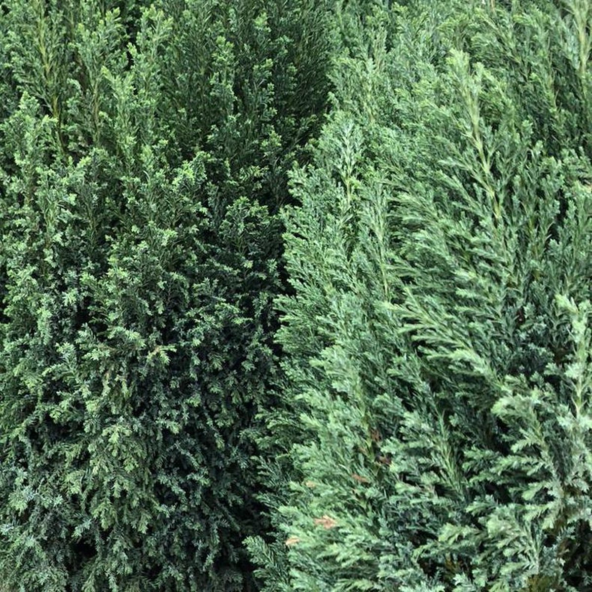 Schijncipres - conifeer (Chamaecyparis lawsoniana 'Ellwoodii') in pot ...