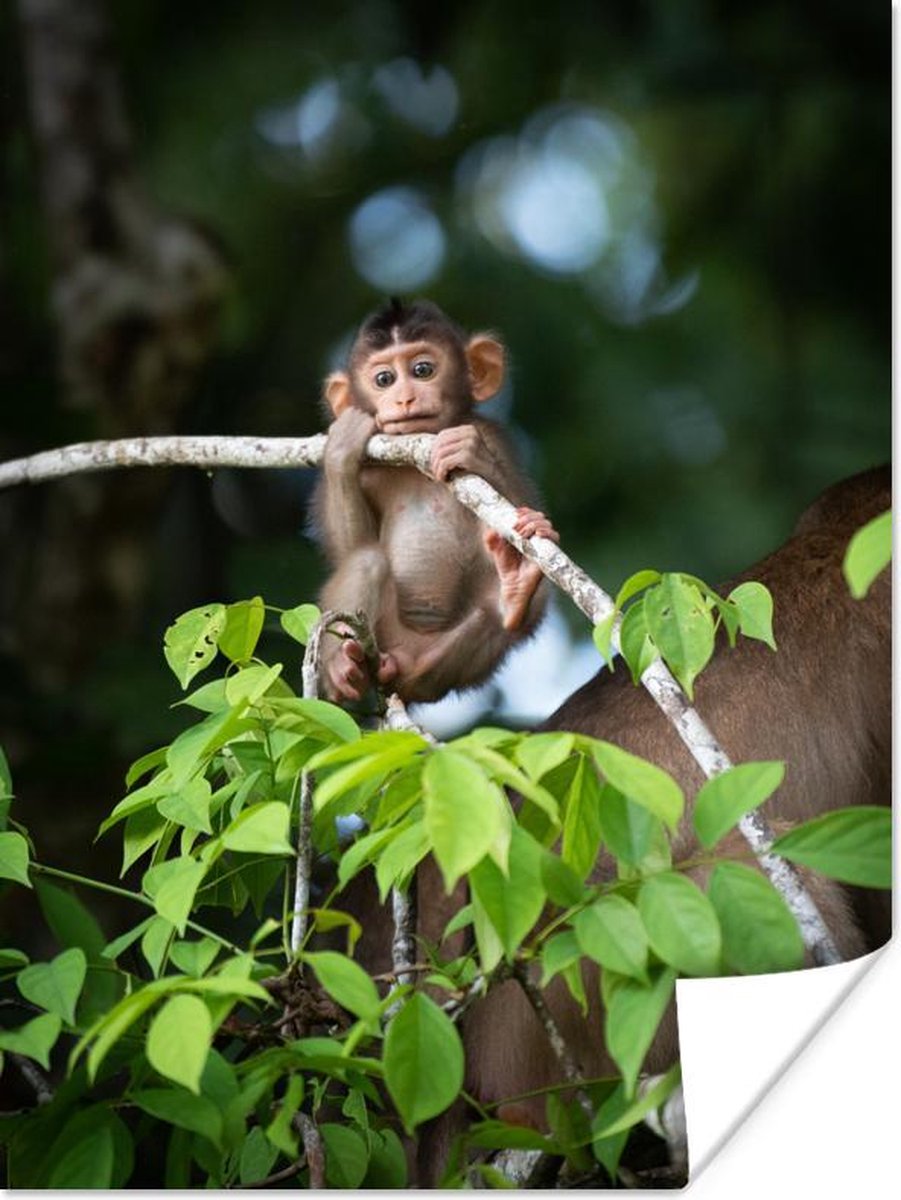 Kleine Aap Als Huisdier - Vogels