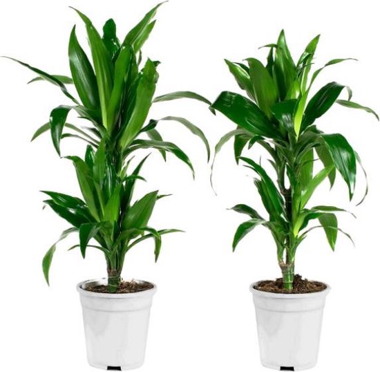 Set de 2 - Dracaena Dragon Blood Tree Janet Craig - Hauteur: Hauteur ...