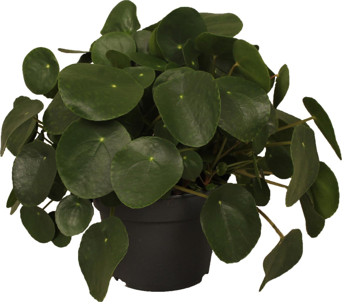 Groene plant - Pilea peperomioides -pannenkoek plant- ⌀17 cm - Hoogte ↕ ...