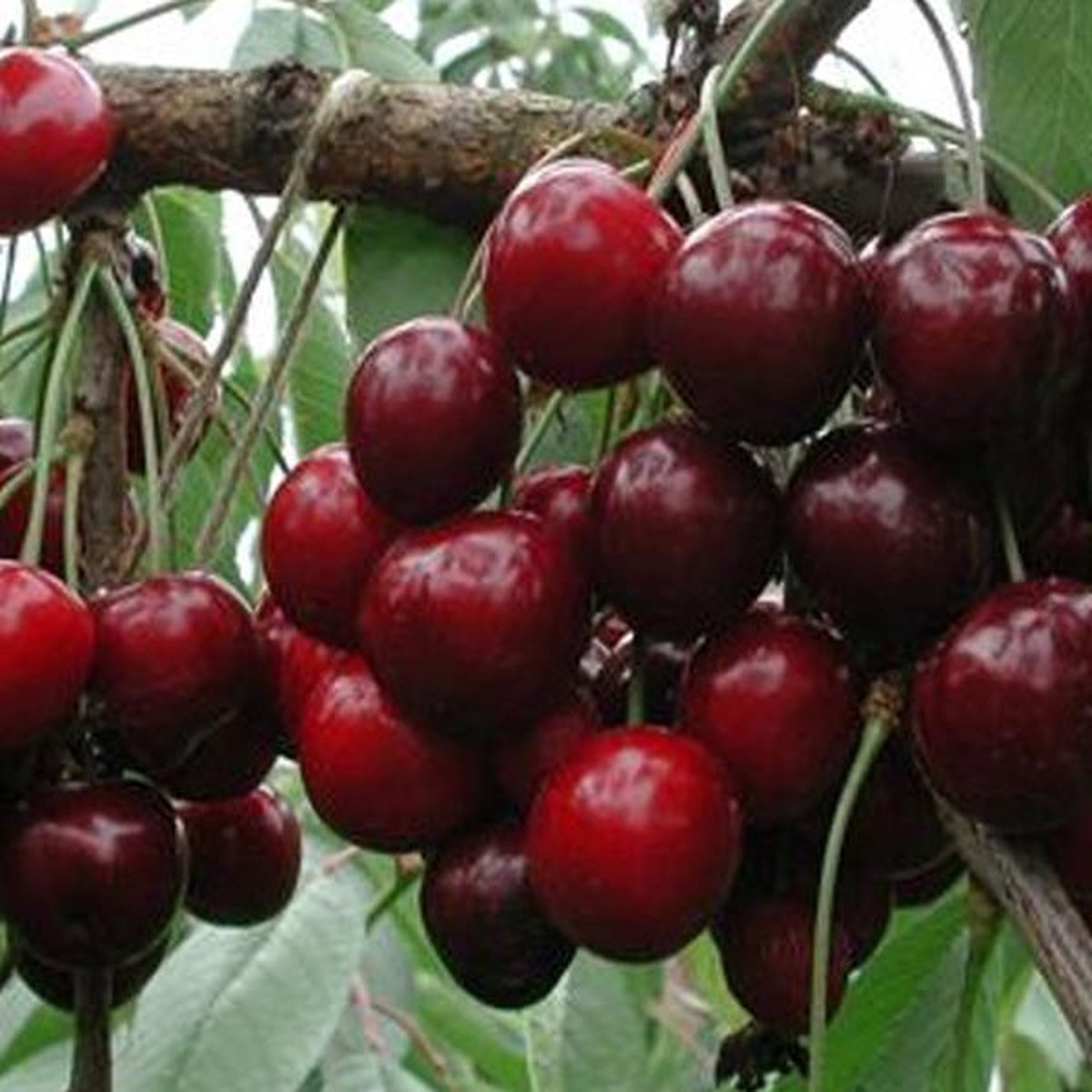 PRUNUS AVIUM 'BIGARREAU VAN' - Kers Boom halfstam blote wortel | bol