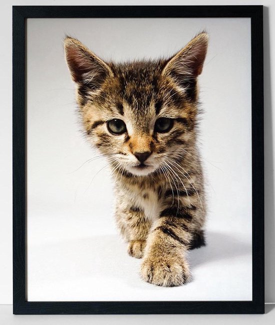 poezenposter 1 Poster in lijst/Dieren/Katten | bol
