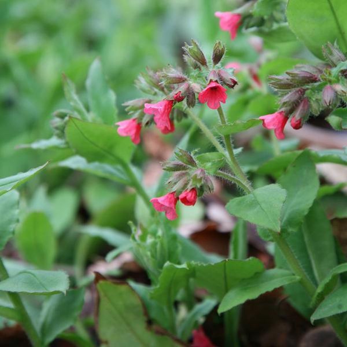 6 x Pulmonaria Rubra 'Redstart' - Longkruid pot 9x9cm | bol.com