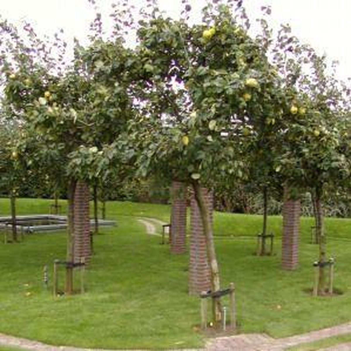 Cydonia Oblonga 'Vranja' - Kweepeer Struik in pot | bol.com