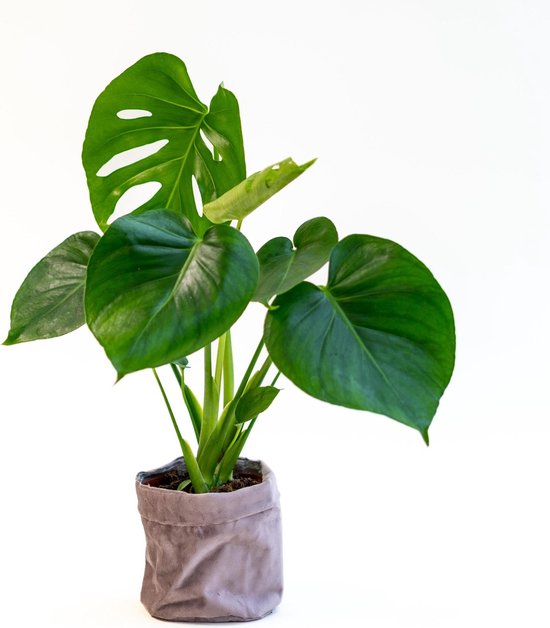 Plant monstera with velvet pot | bol