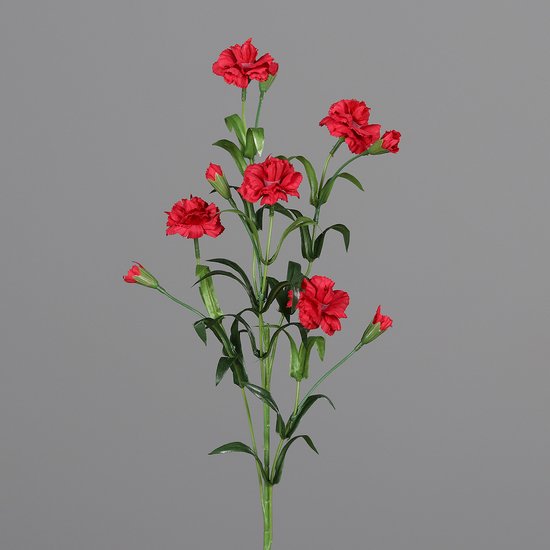 Anjer tros, 70 cm, MariaFlor | bol