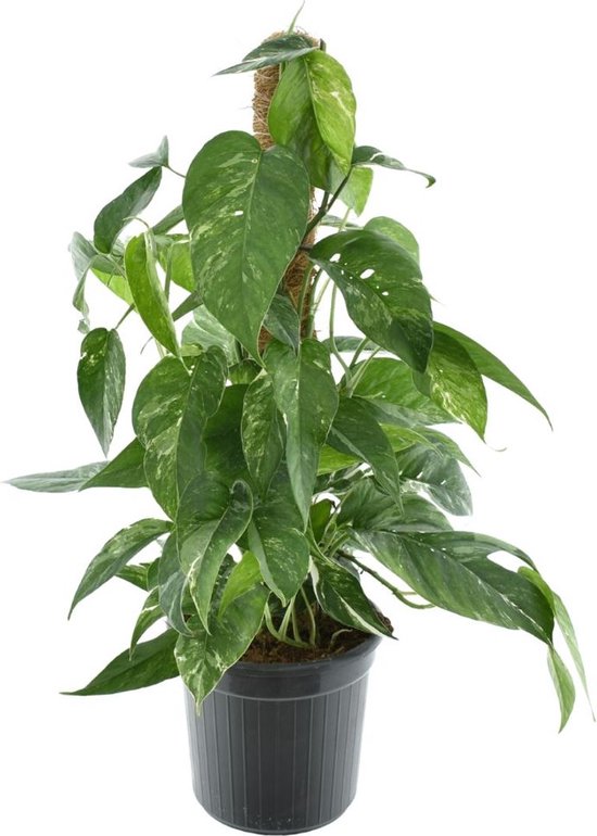 Epipremnum Pinnatum Variegata (mosstok) | bol