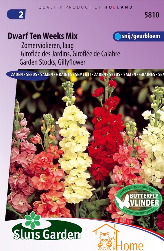 Dwarf Ten Weeks Mix Zaden, Laagblijvende Zomerviolieren - Dwarf Ten ...