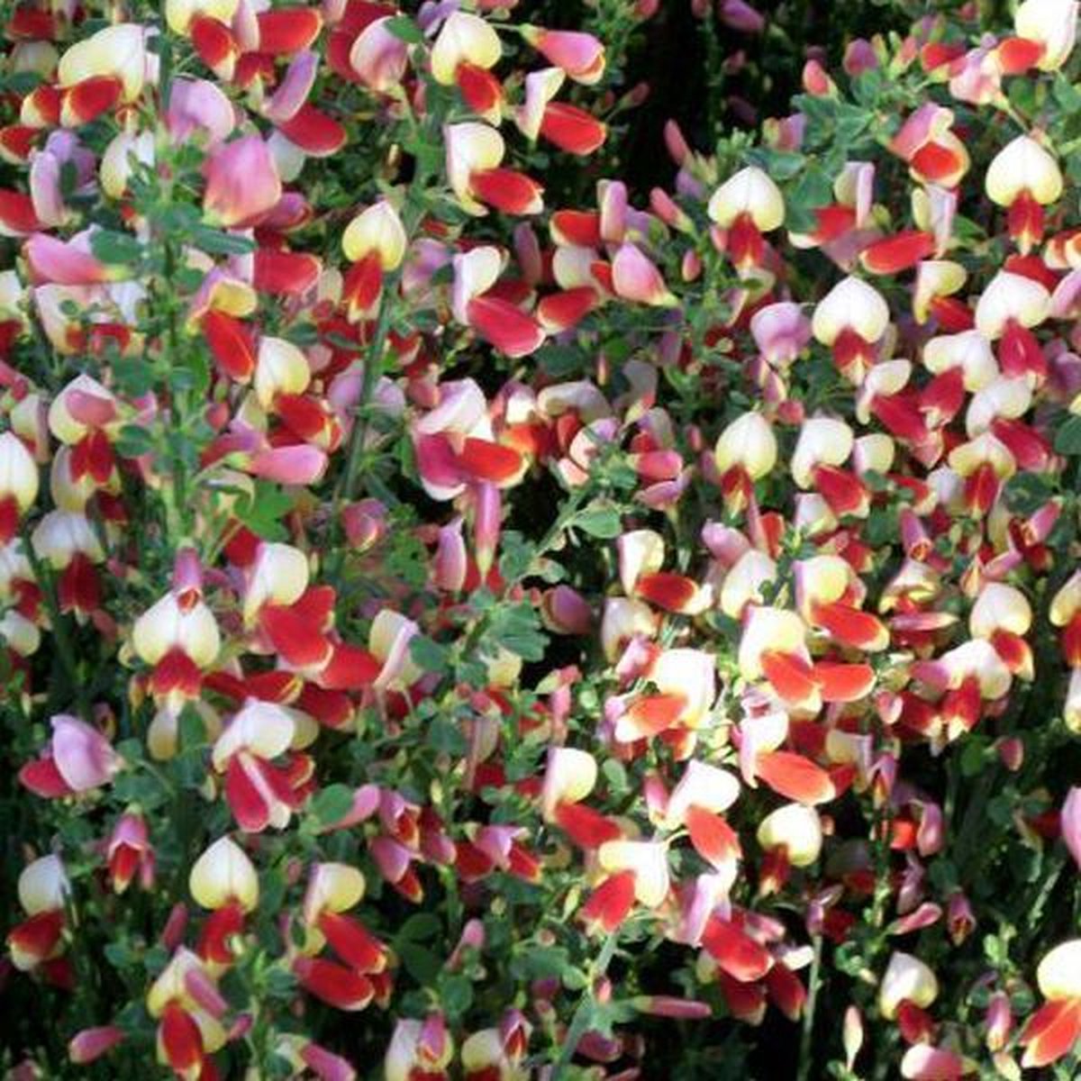 Cytisus 'Palette' - Brem 40-60 in pot | bol.com