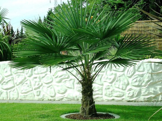Trachycarpus fortunei Stam 100-120 cm Totale Hoogte 190-250cm incl ...
