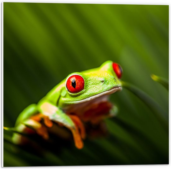 PVC Schuimplaat - Groene Kikker met Rode ogen in het Gras - 50x50 cm ...
