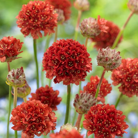 Engels Gras (Armeria) 'Ballerina Red' | 1 stuk | Rotsplant | plant voor ...