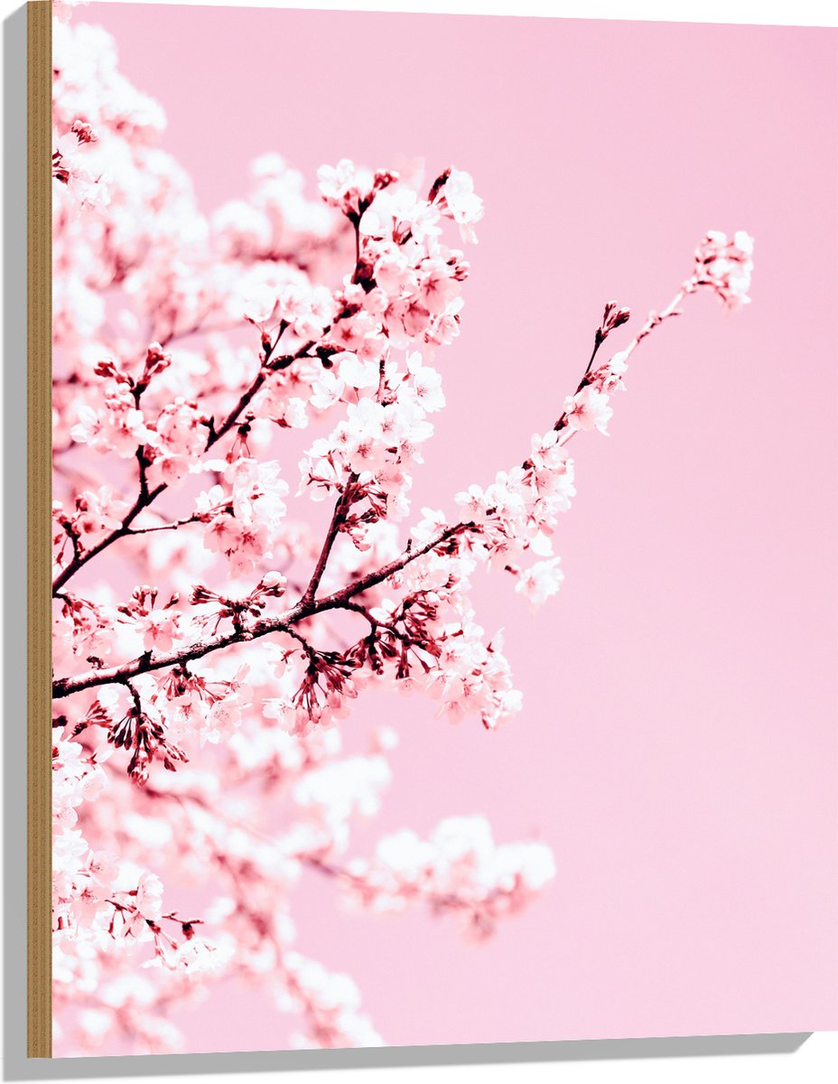 Hout - Bloesem Volgroeide Boom tegen Roze Lucht - 60x80 cm - 9 mm dik ...