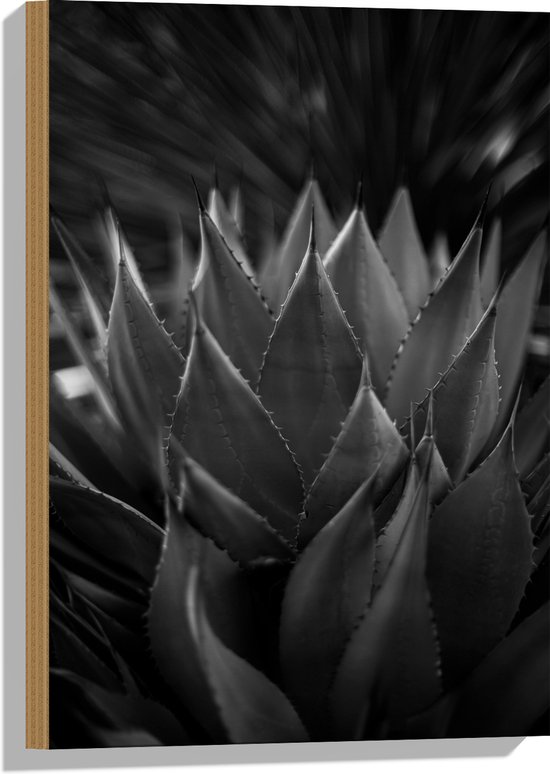 WallClassics - Hout - Close-up van Agave shawii Plant (zwart/ wit ...