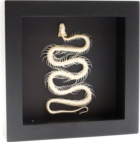 Slangen Skelet in Lijst 16 x 16 | bol