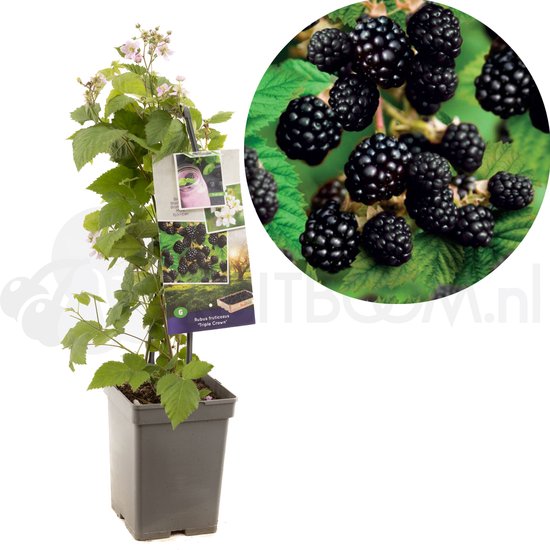 Rubus fruticosus Triple Crown | doornloze braam | Ø 18 cm | bol