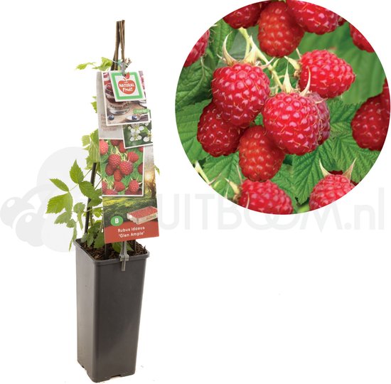 Framboos Rubus idaeus Glen Ample - Rode zomerframboos | bol