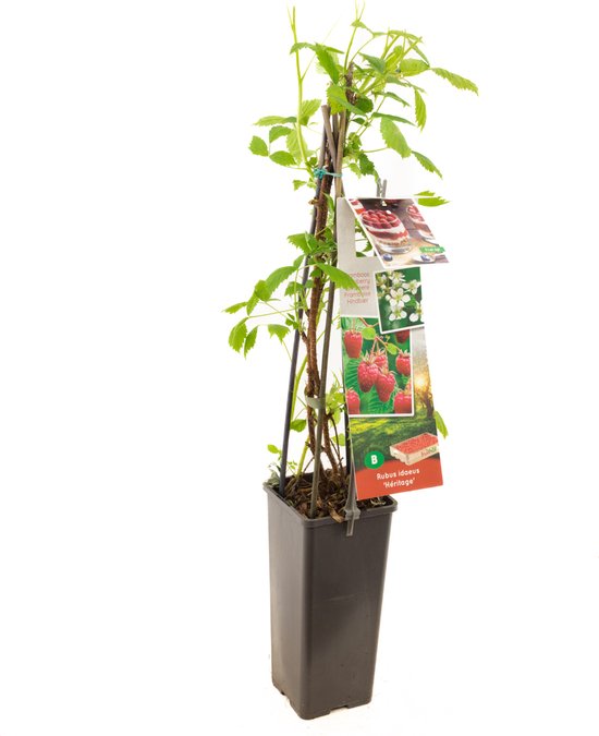 Frambozenplant - Rubus idaeus 'Heritage' - frambozenstruik - kleinfruit ...