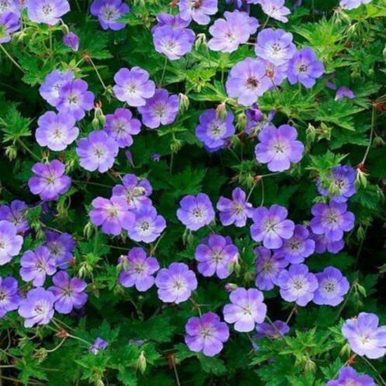 12x Ooievaarsbek (Geranium Rozanne) - P9 pot (9x9) | bol