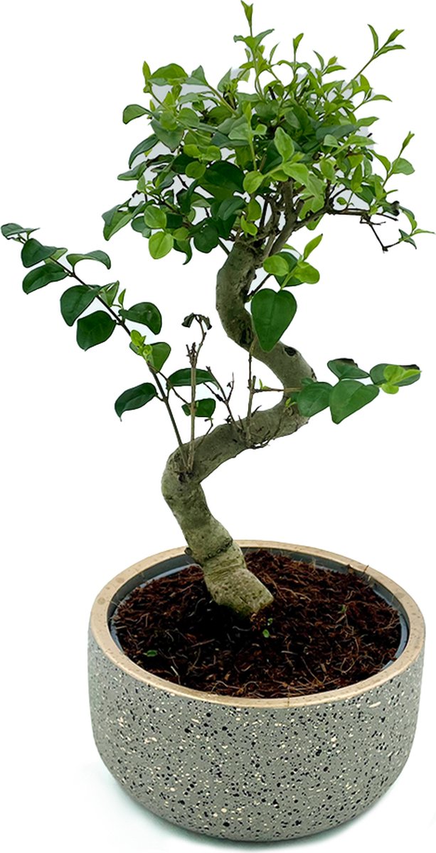 YouFlowers - XL Bonsai Boompje - S-vormig - Hoogte: 35cm - Ø 15cm ...